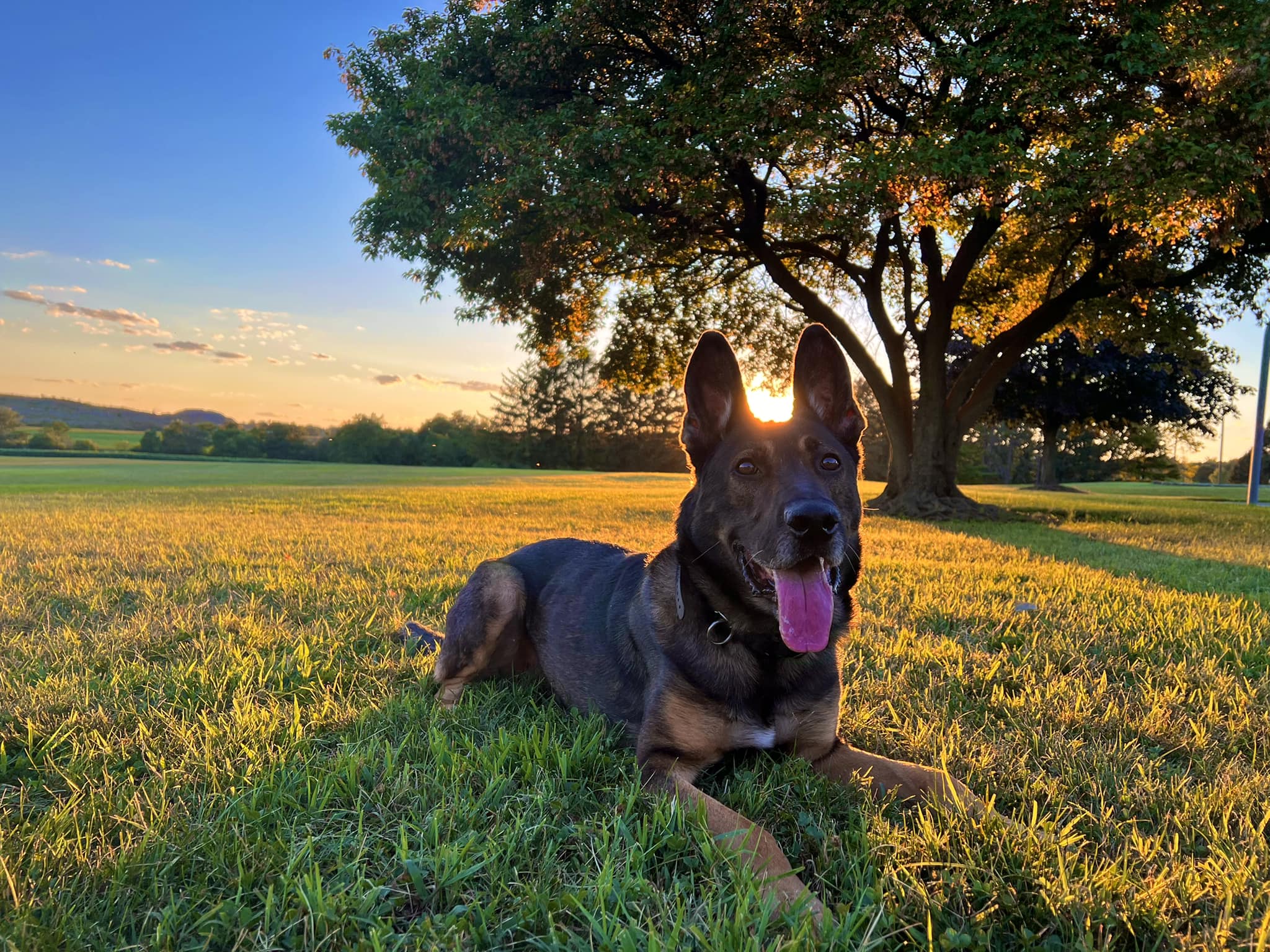 K9 Arlo – Northwest Regional Police Department